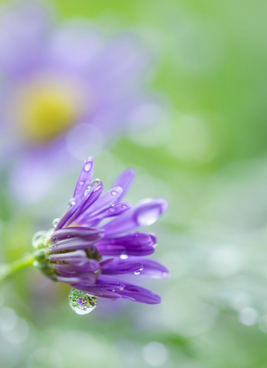 梅雨 始まりました | GANREF