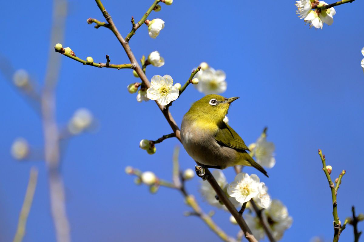 Spring is here ! | GANREF