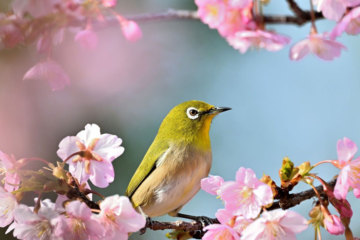 oh！順光 | GANREF