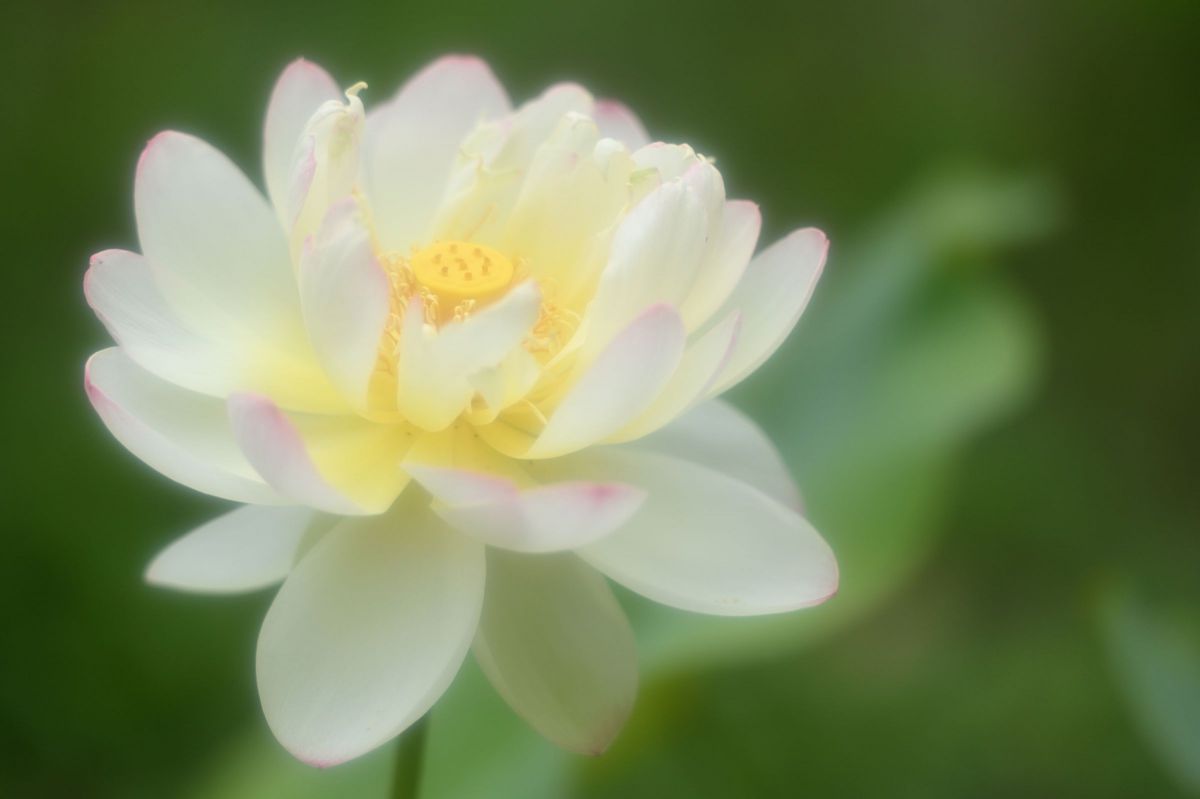 美・silent | GANREF