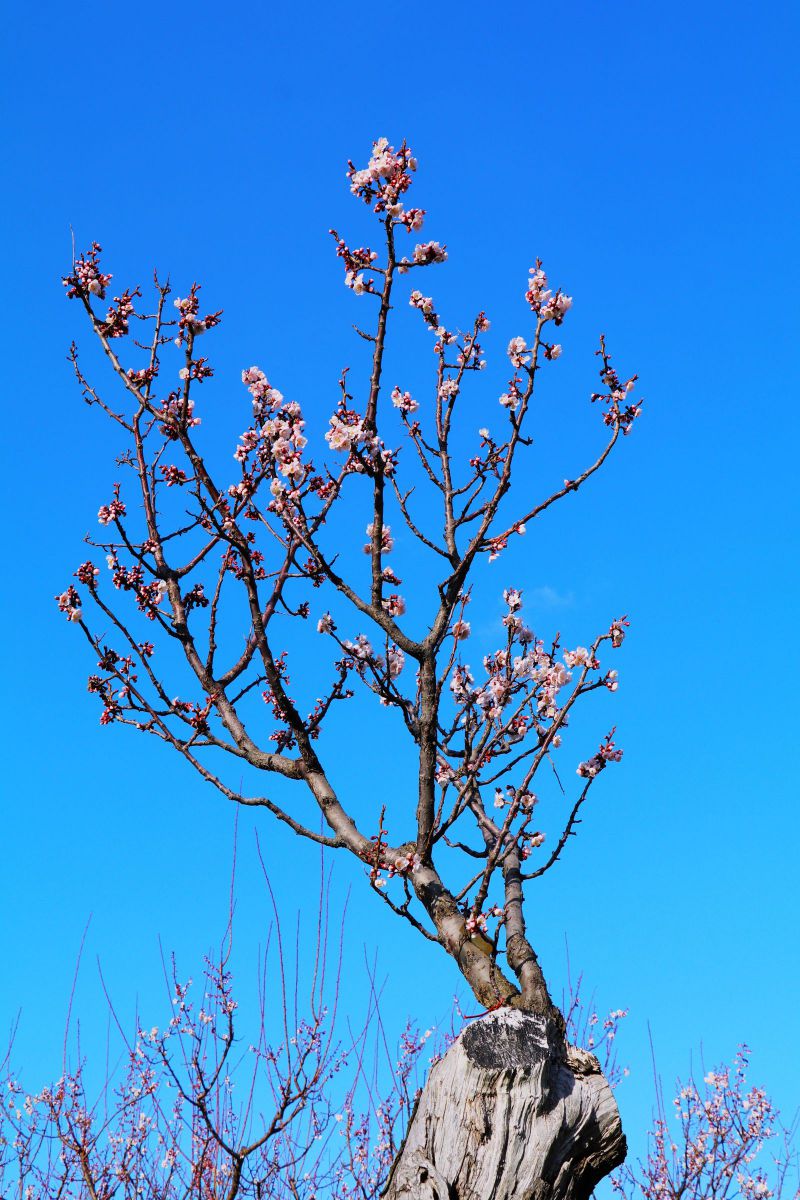 桜より開花の遅い 札幌の梅 5 | GANREF