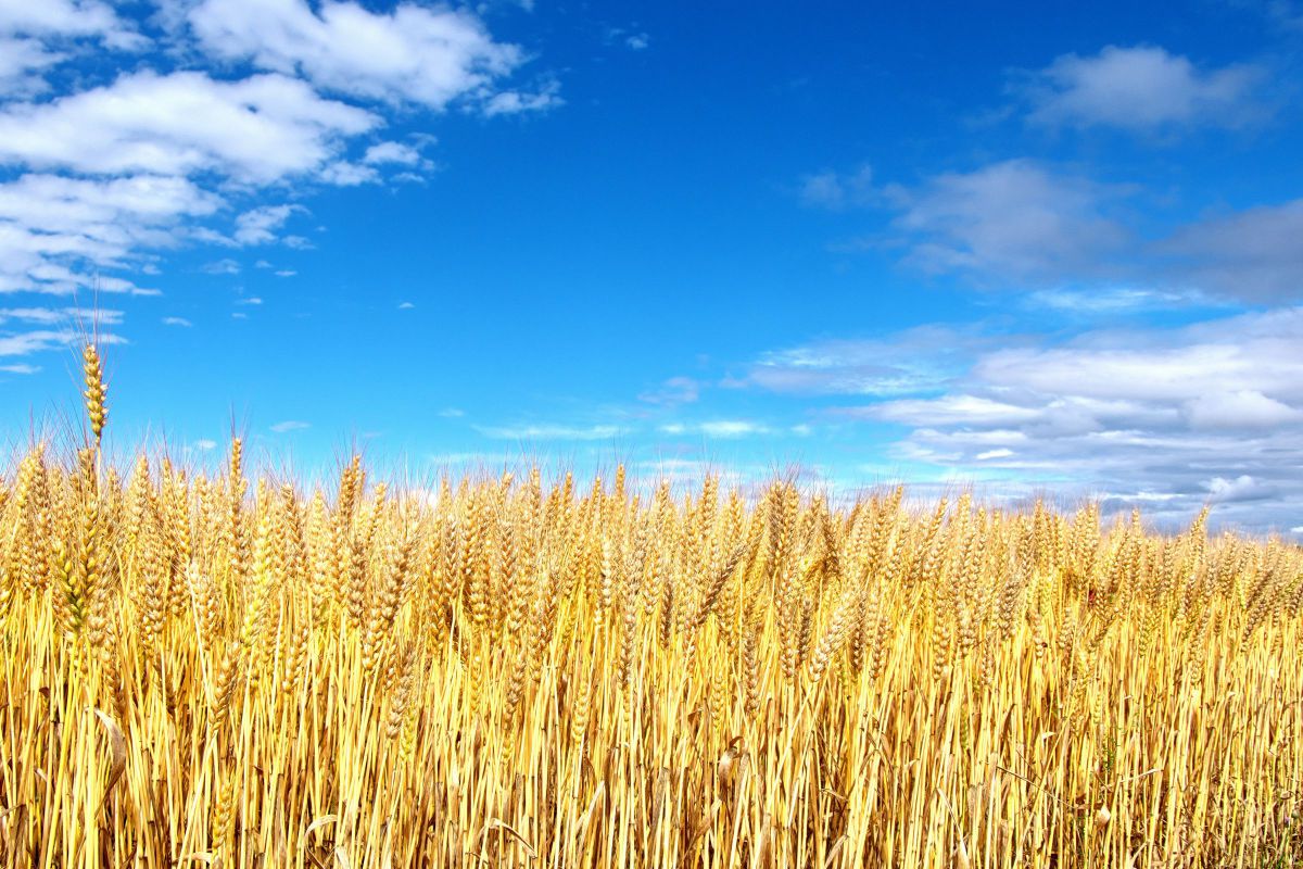 Symbolic of peace | GANREF