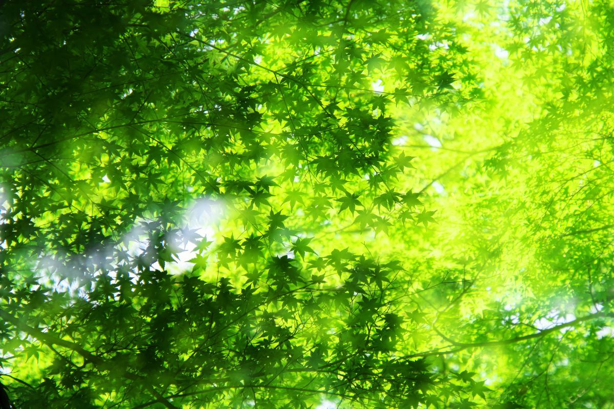 Green Green | GANREF