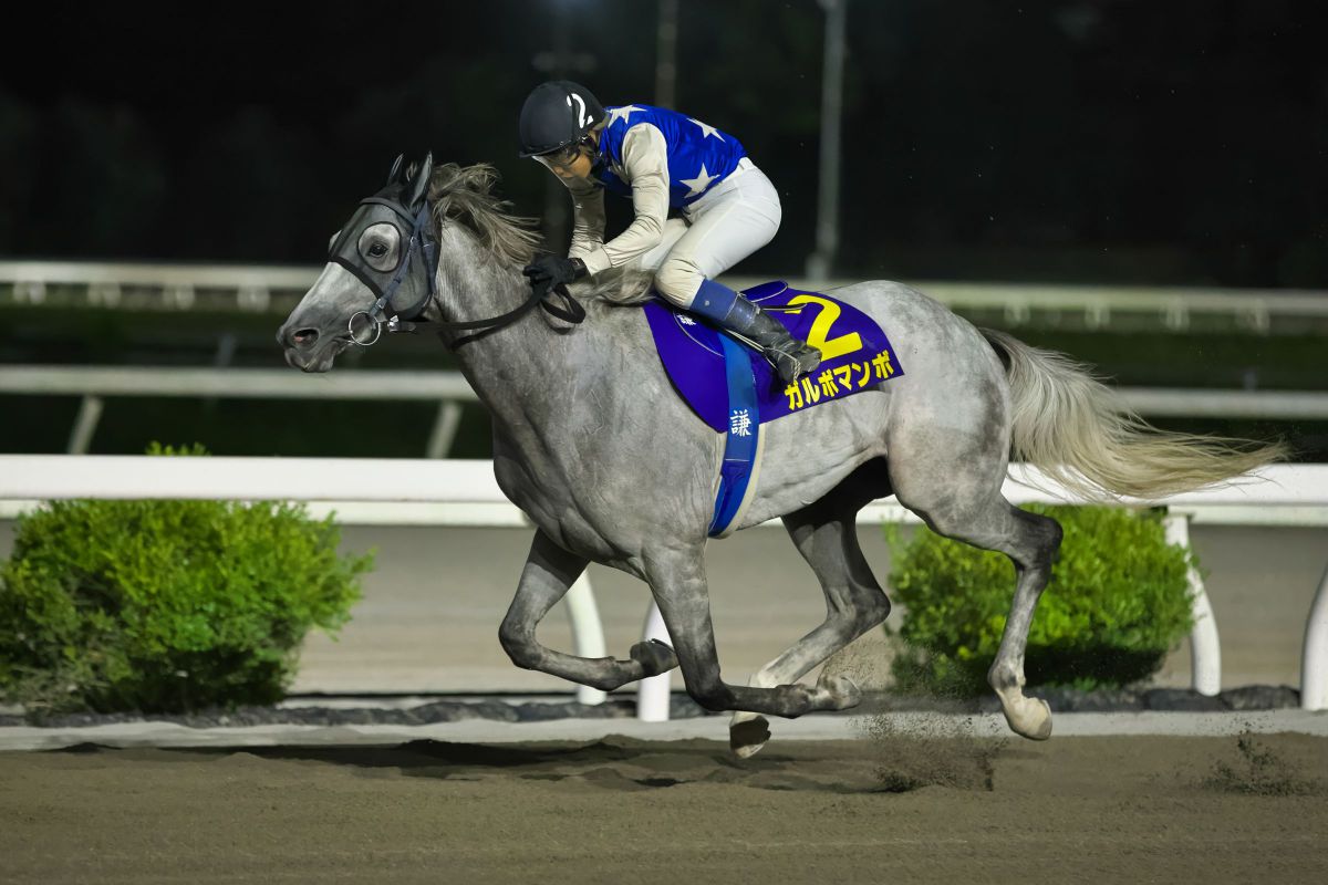 ガルボマンボ | GANREF