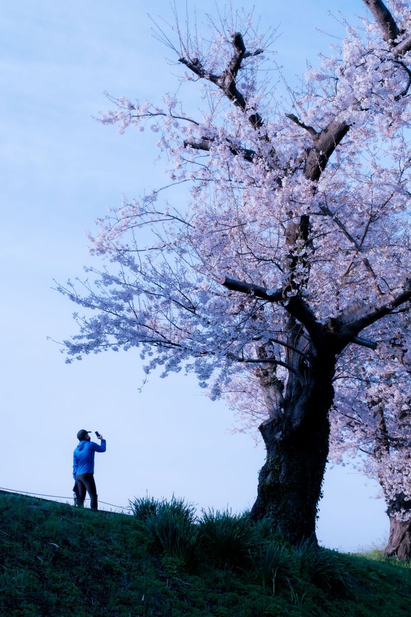 Hello, Spring | GANREF