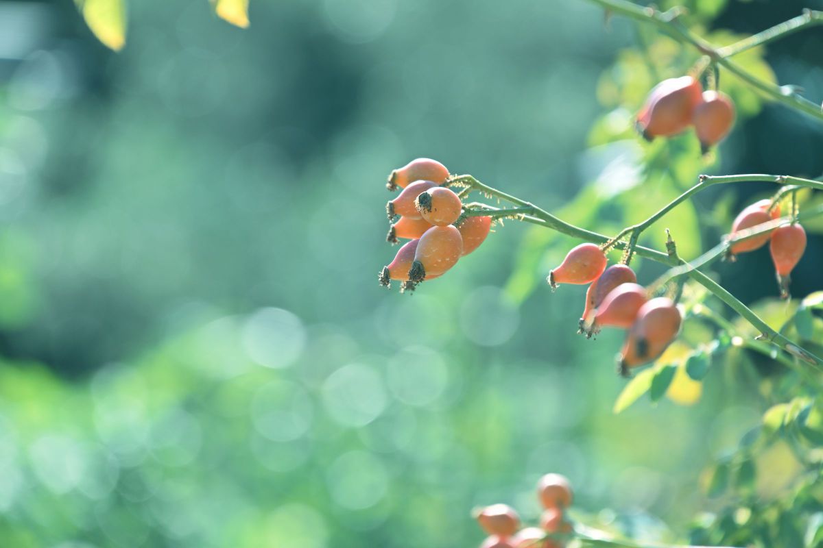 ローズヒップ | GANREF