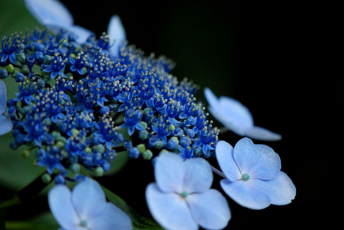 木陰に咲く | GANREF