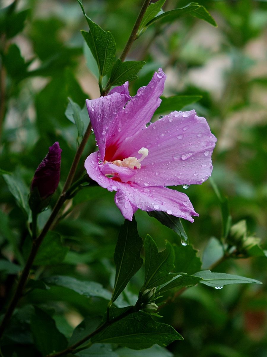 雫を宿して | GANREF