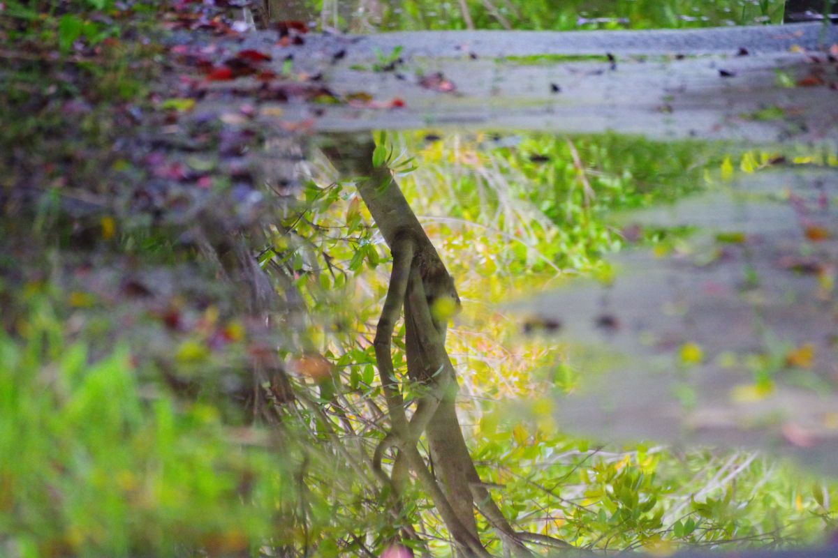 雨上がり | GANREF