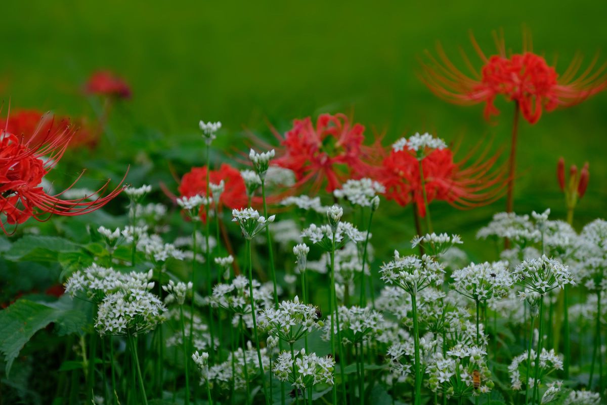 ニラ？ノビル？ | GANREF