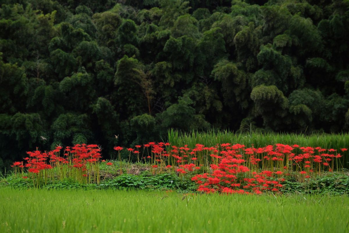 山郷にて | GANREF