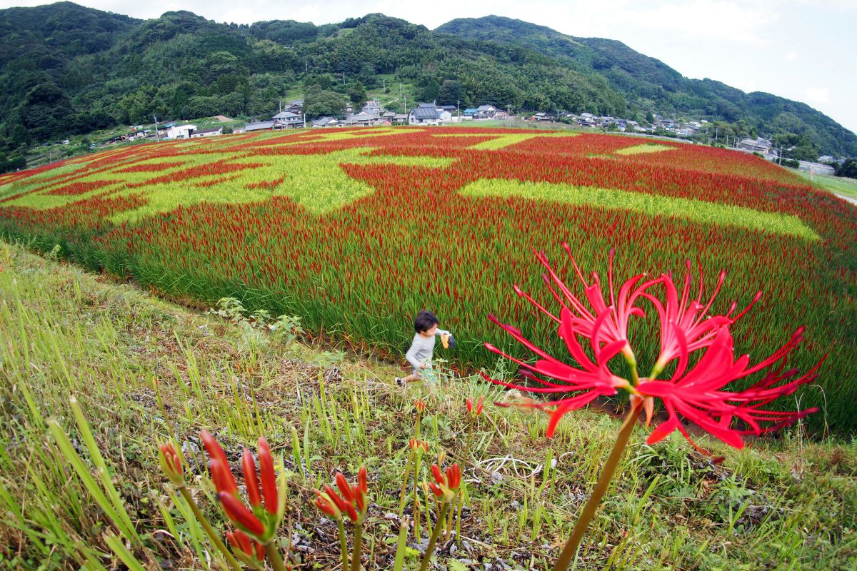 赤米の郷 | GANREF