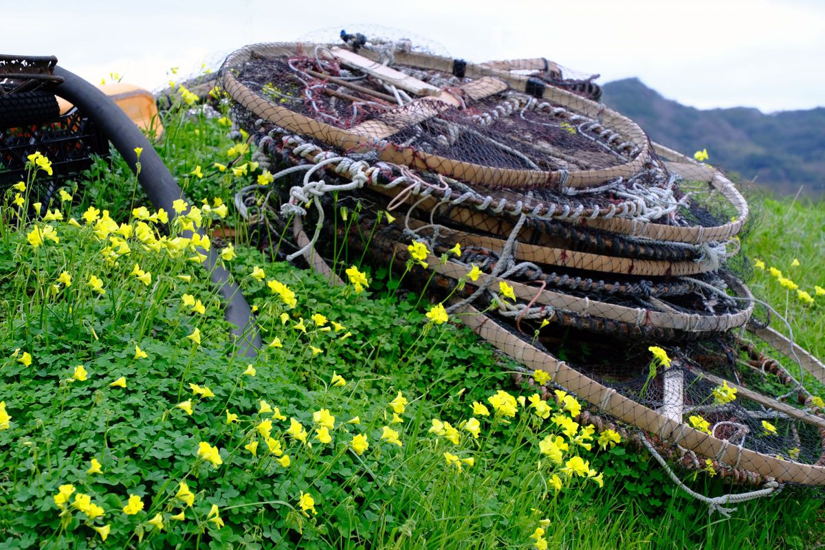 カタバミ咲いて漁が始まる | GANREF