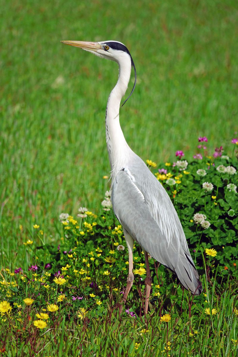 サギ君のランウェイ | GANREF