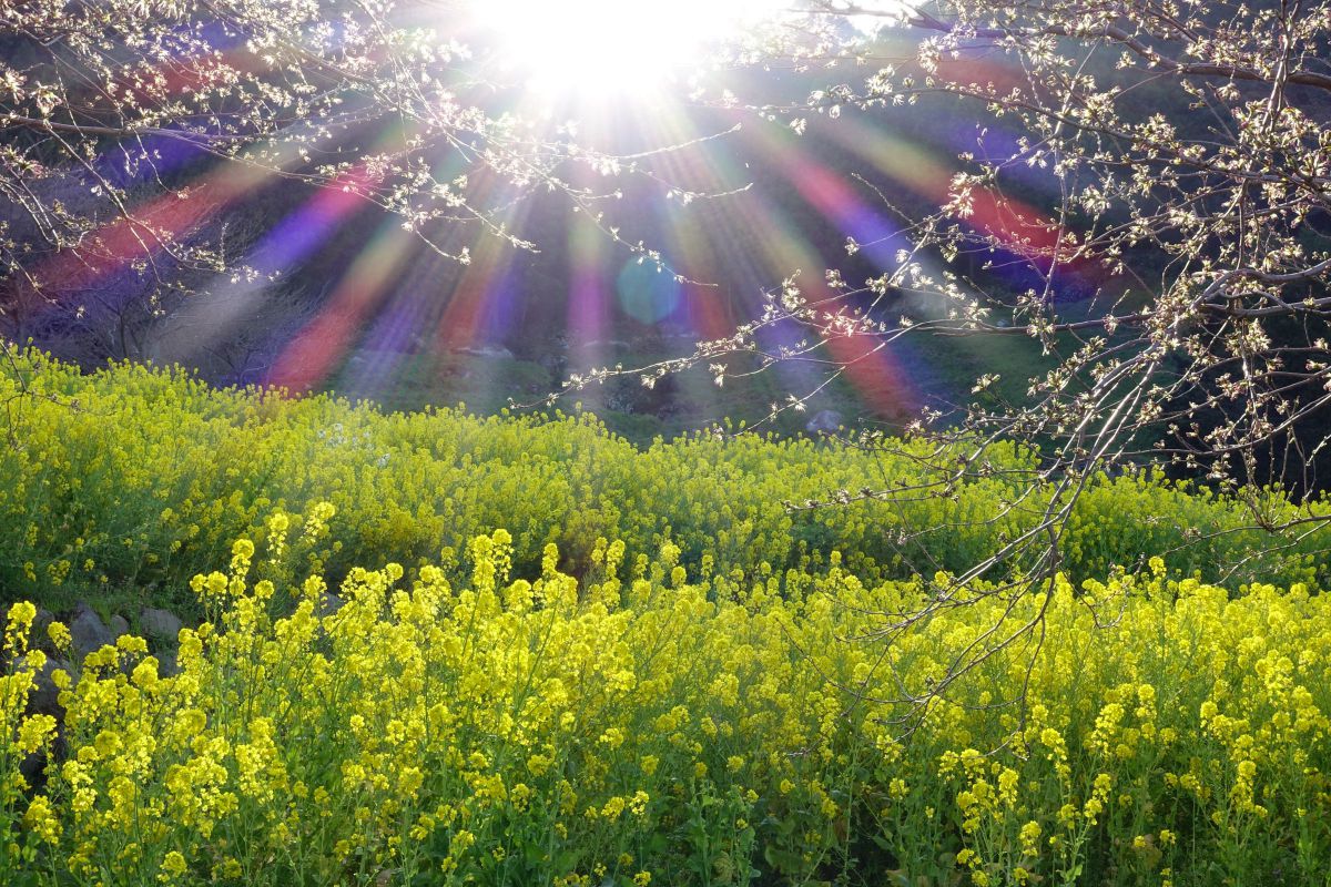 Big halation | GANREF