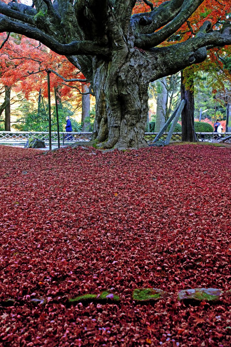 落ちてなお | GANREF