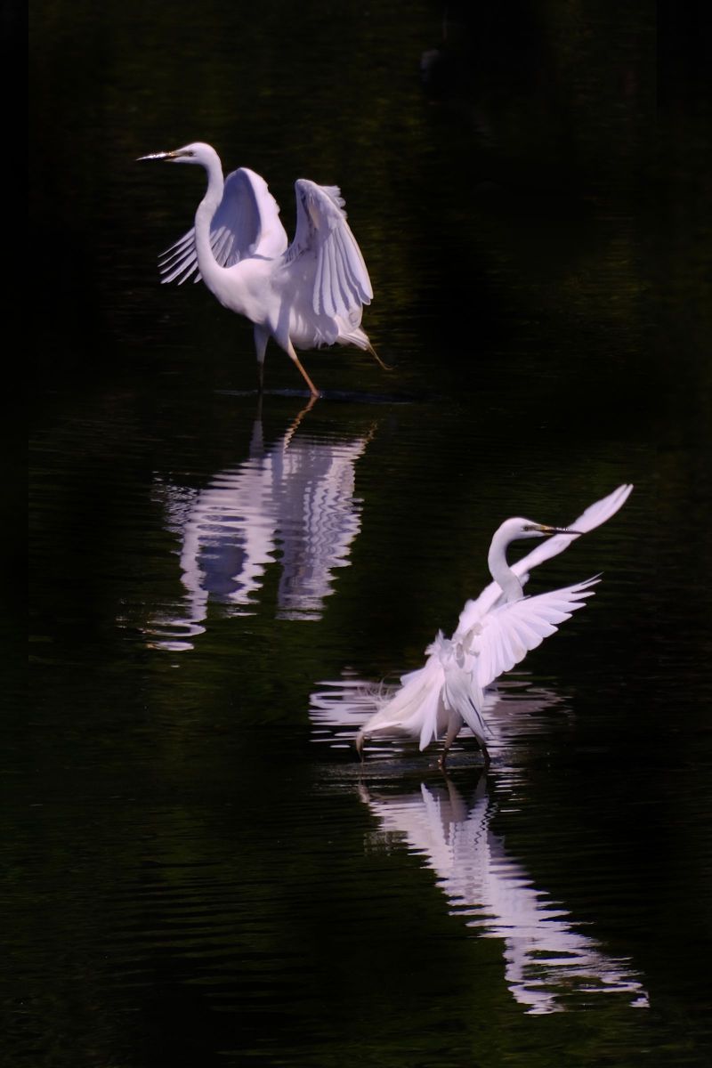 Let's Dance | GANREF