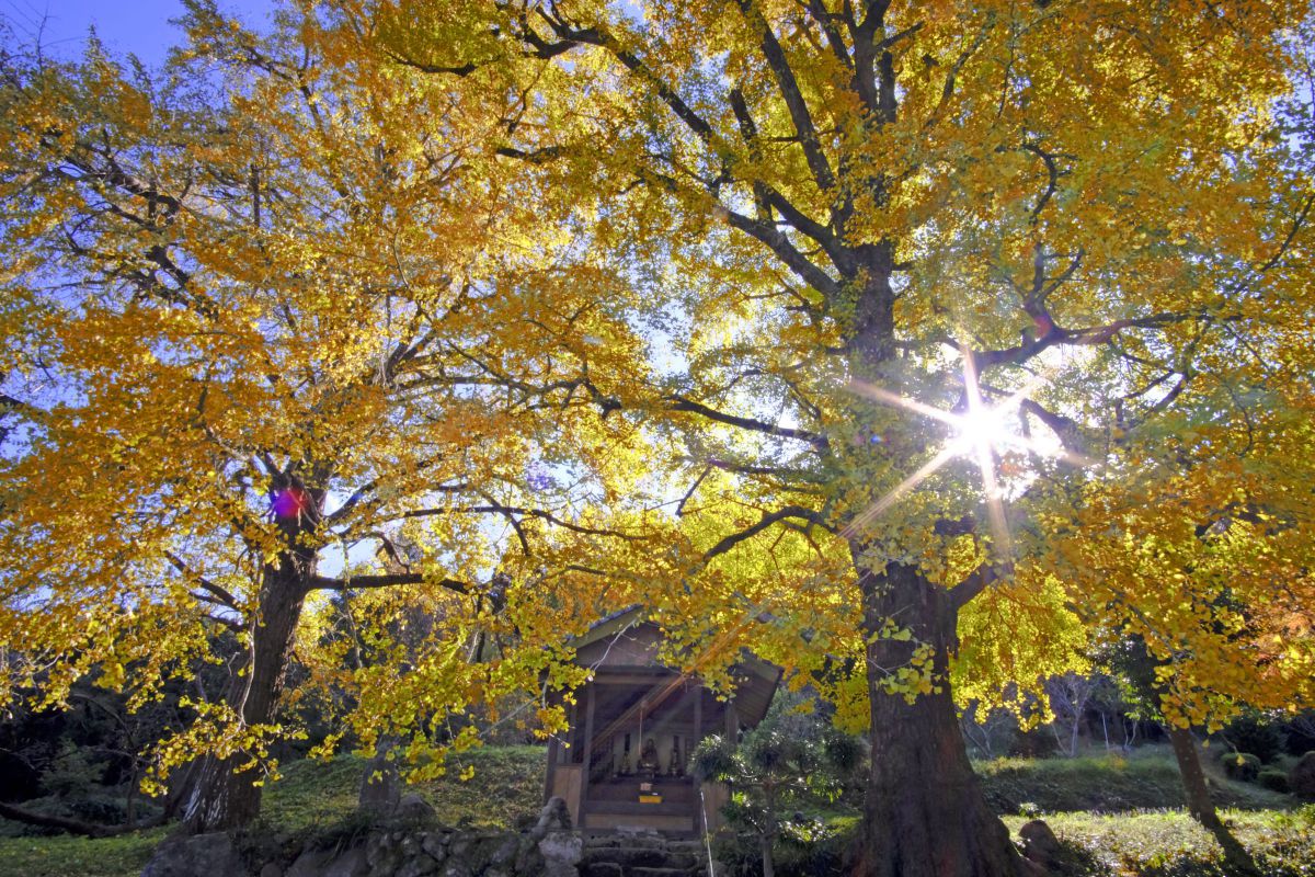 お薬師様の大イチョウ | GANREF