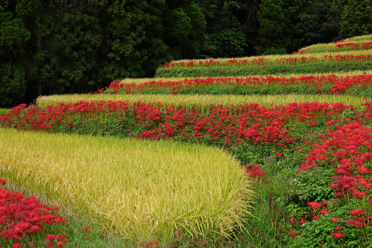 赤いライン | GANREF