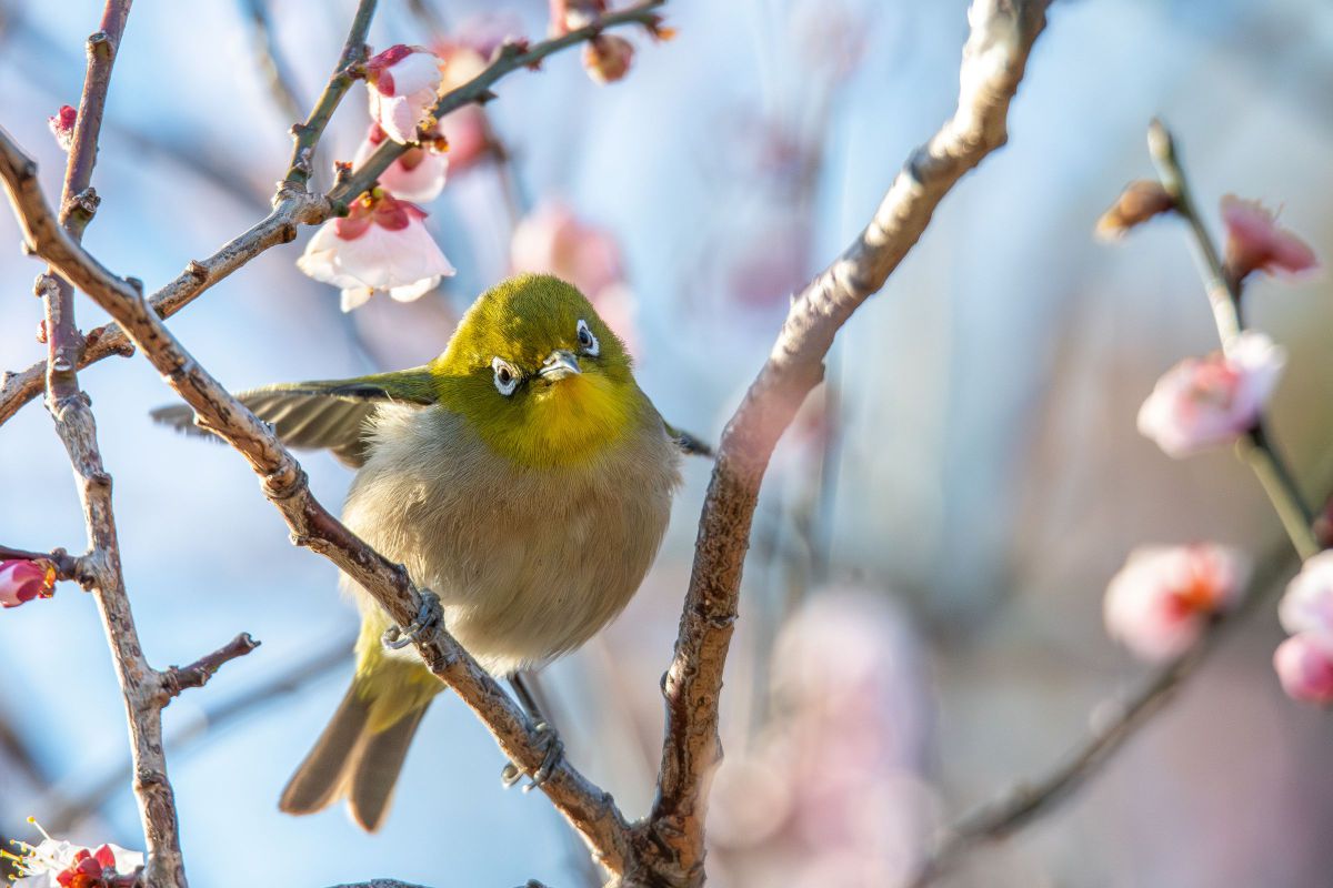 so cute ! ウメジロー | GANREF