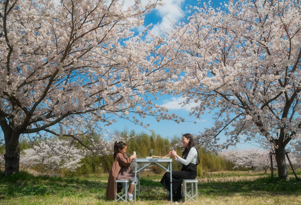 桜色に包まれて | GANREF