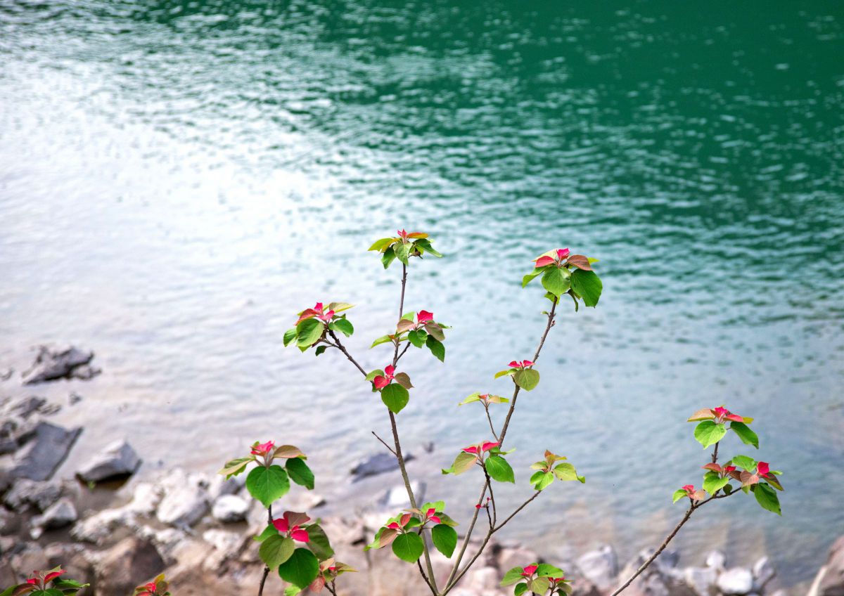 Kuma River 2025 | GANREF