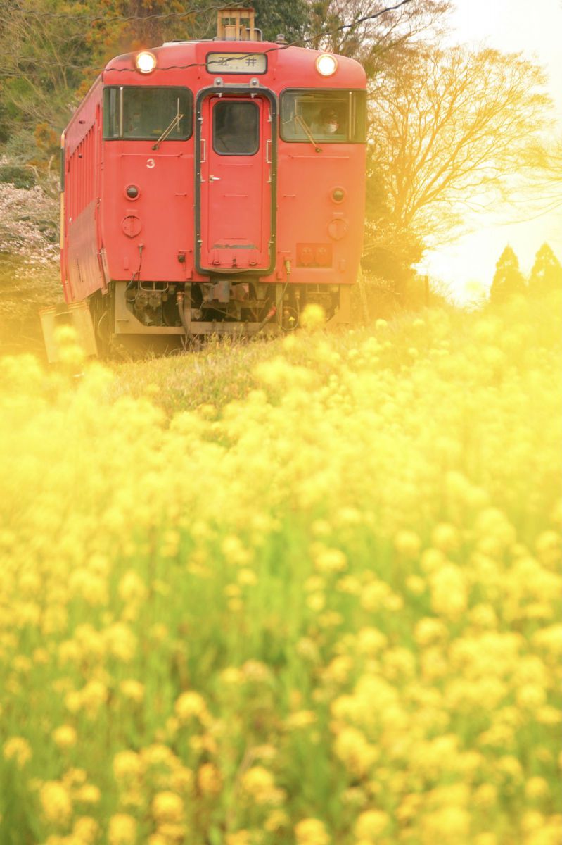 菜の花の歓迎 | GANREF