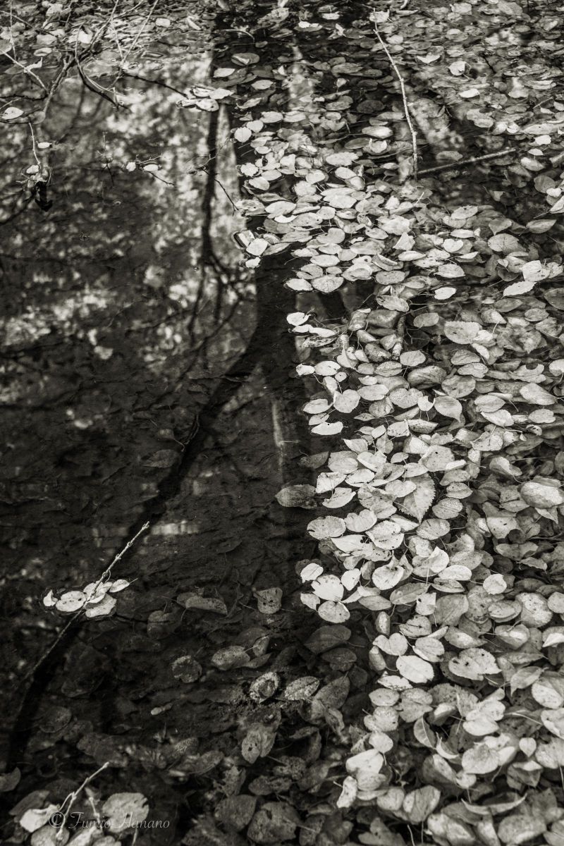 Water surface in autumn | GANREF