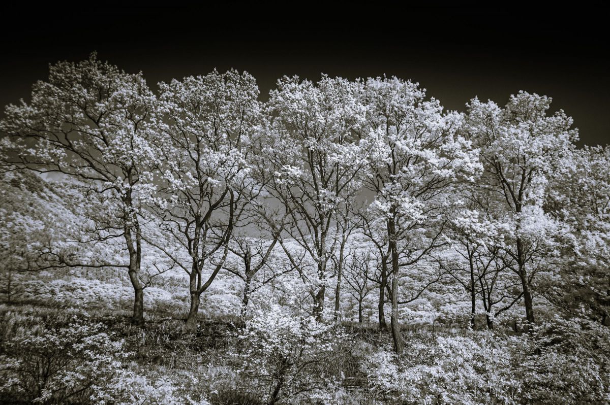 Infrared な春4 | GANREF