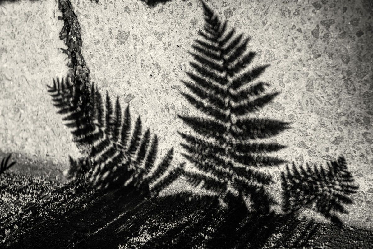 Shadow of fern 1 | GANREF