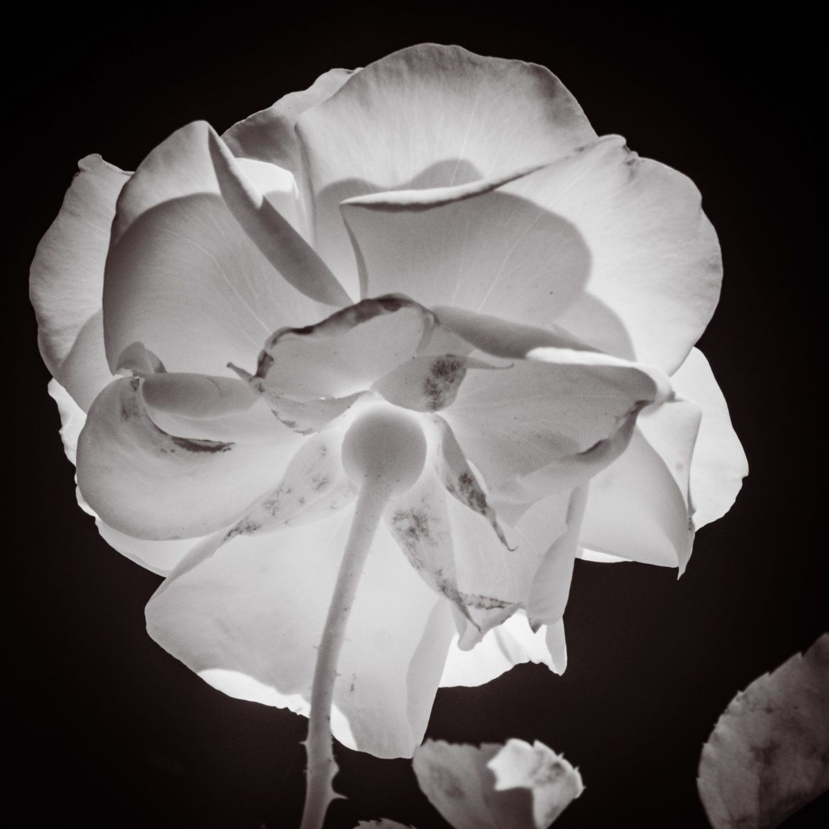 A Rose - infrared | GANREF