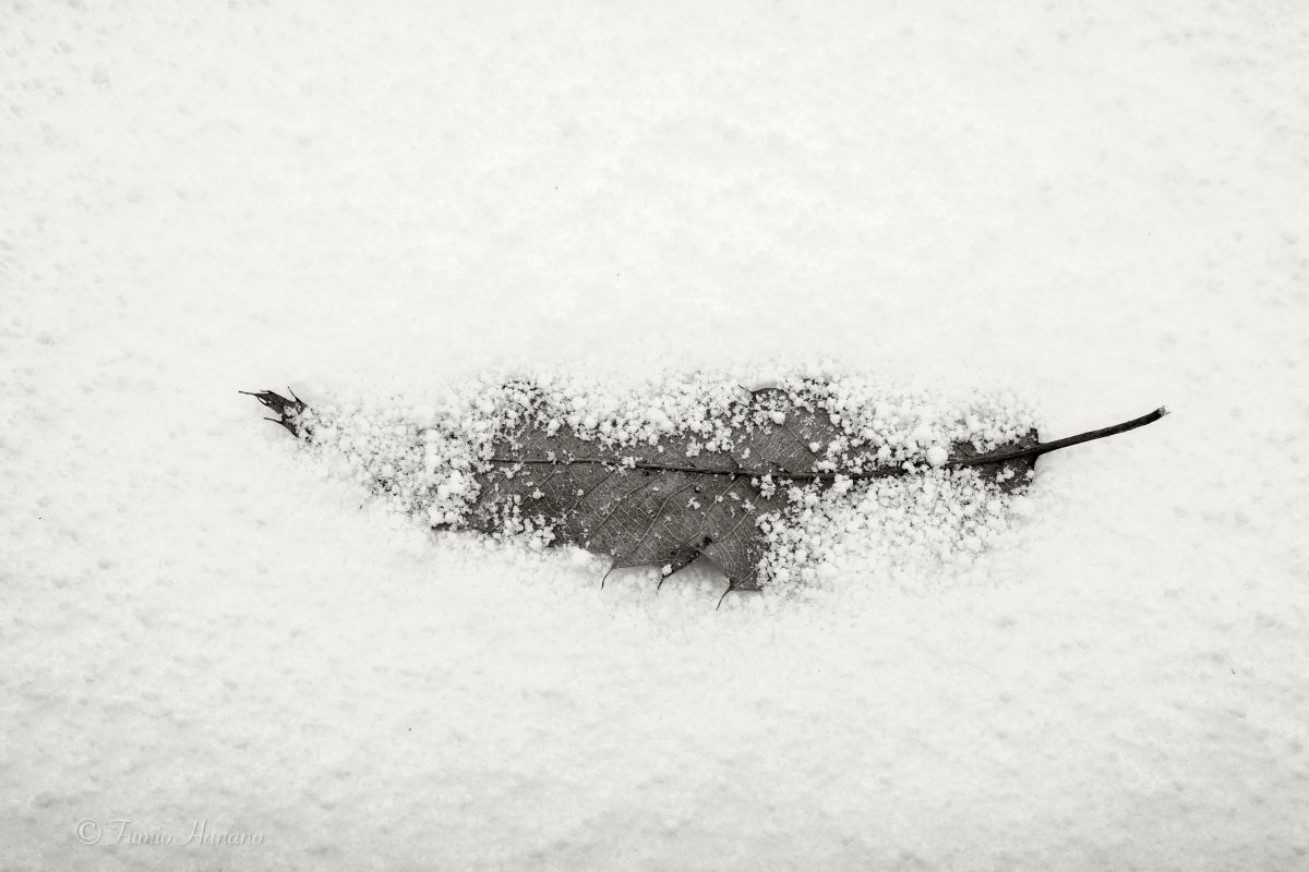 My tiny snowscape 13 | GANREF