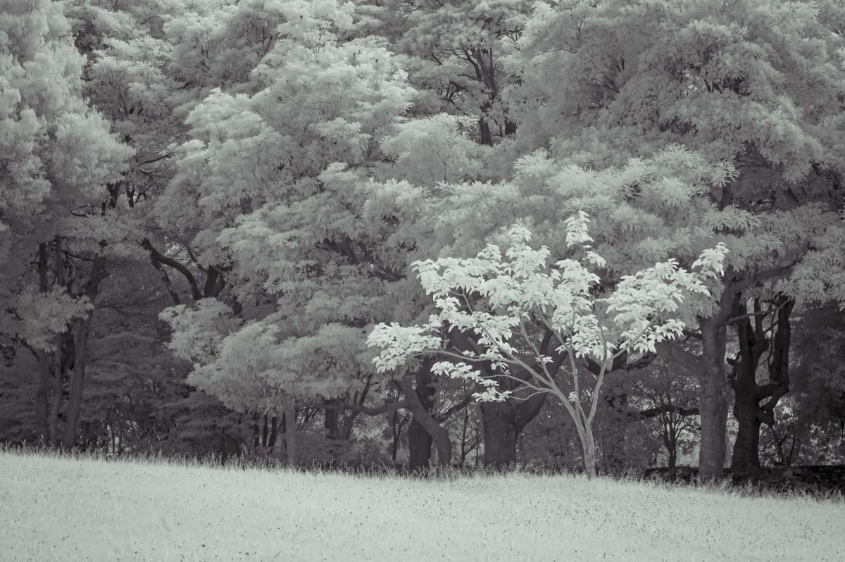 Infrared な春2 | GANREF