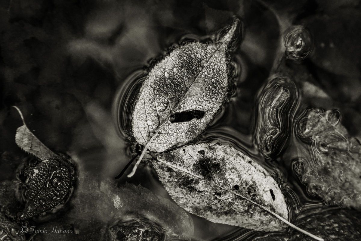 Fallen leaves | GANREF