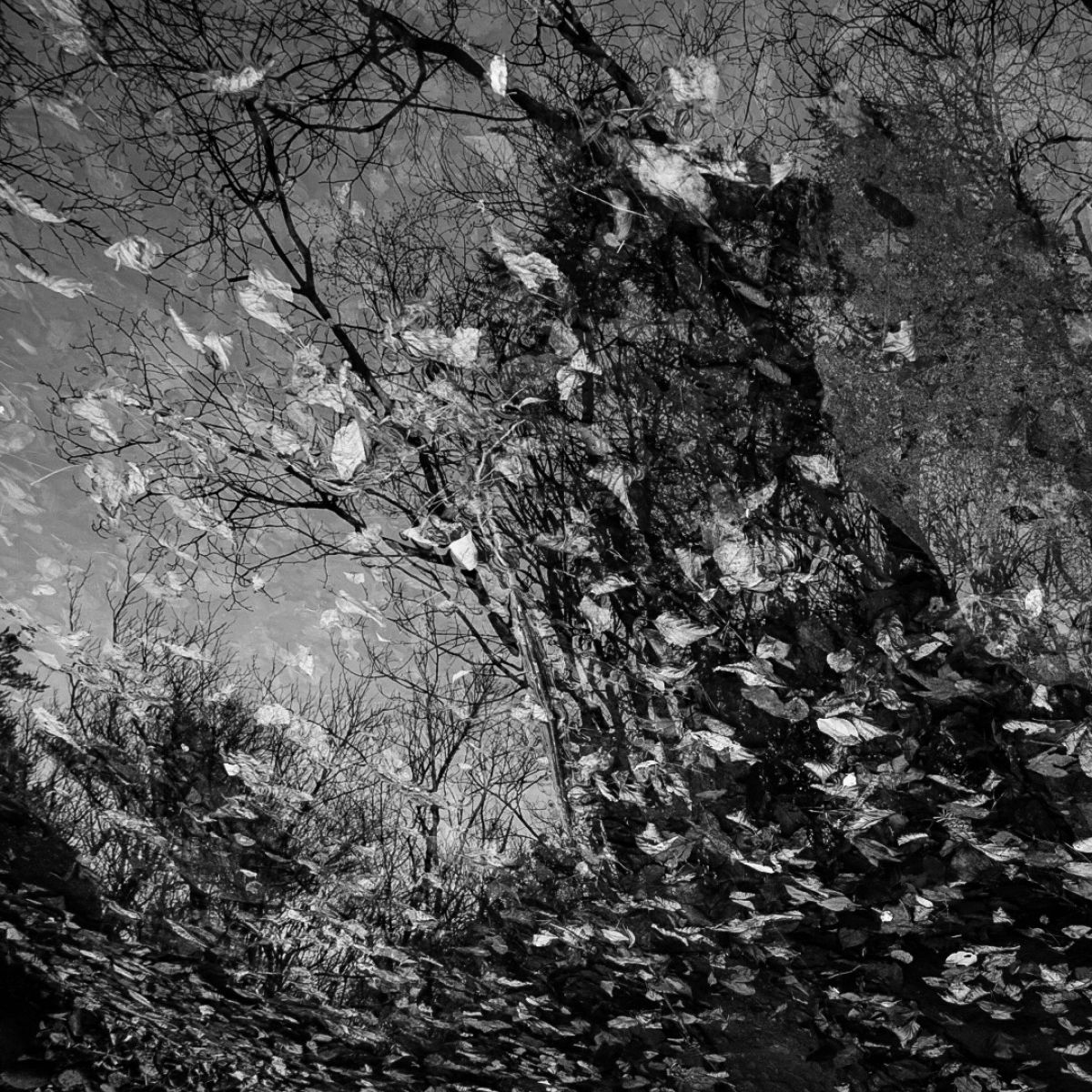 The water surface 5 | GANREF