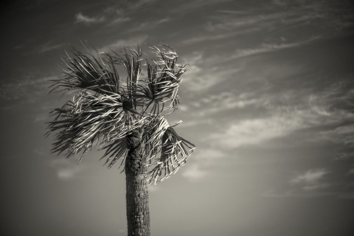 In a strong wind | GANREF