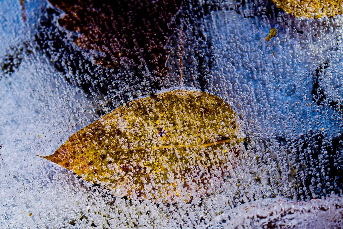 The frozen leaves | GANREF