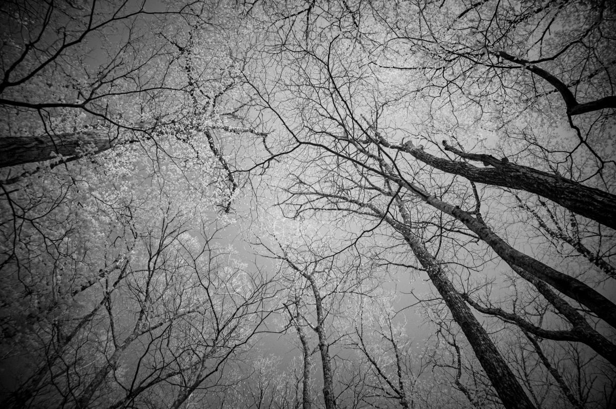 Early spring 1 | GANREF