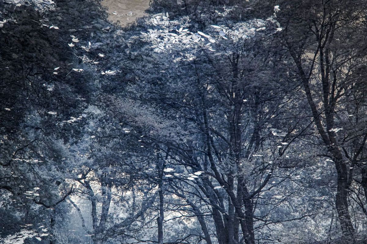 Invisible lights 4 | GANREF