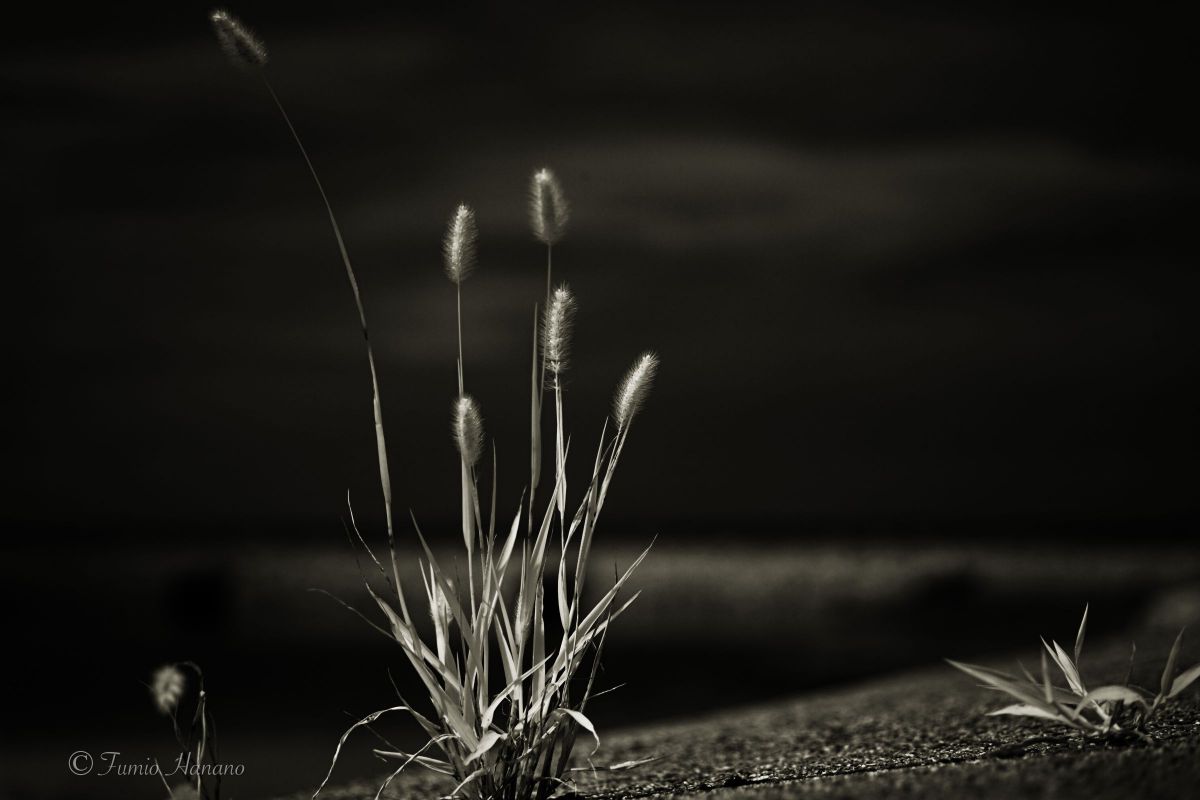 The fox tails 2 | GANREF