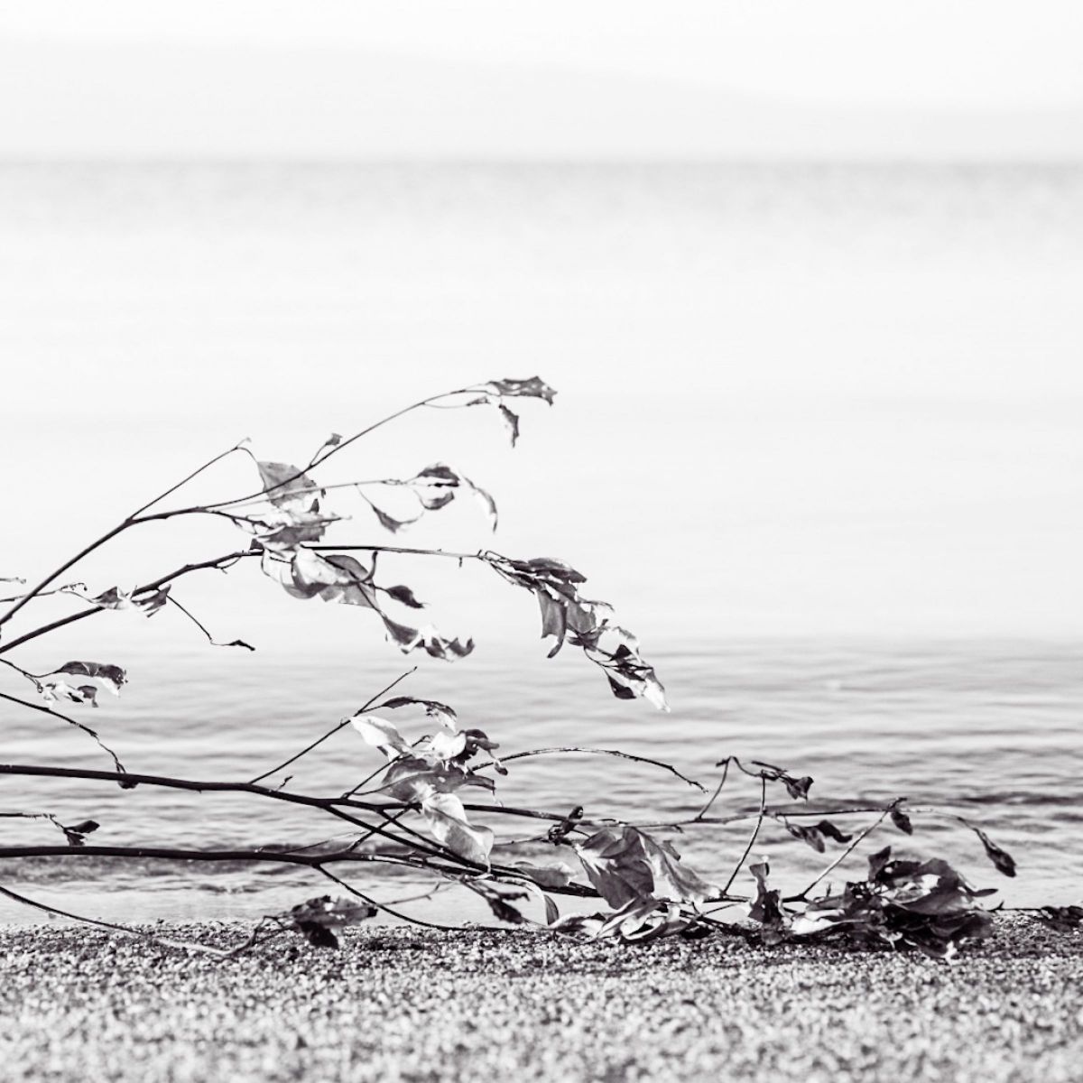 Withered branch | GANREF