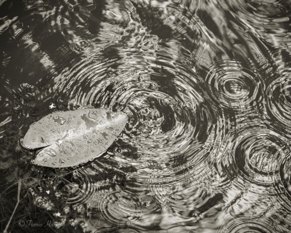 It’s raining | GANREF