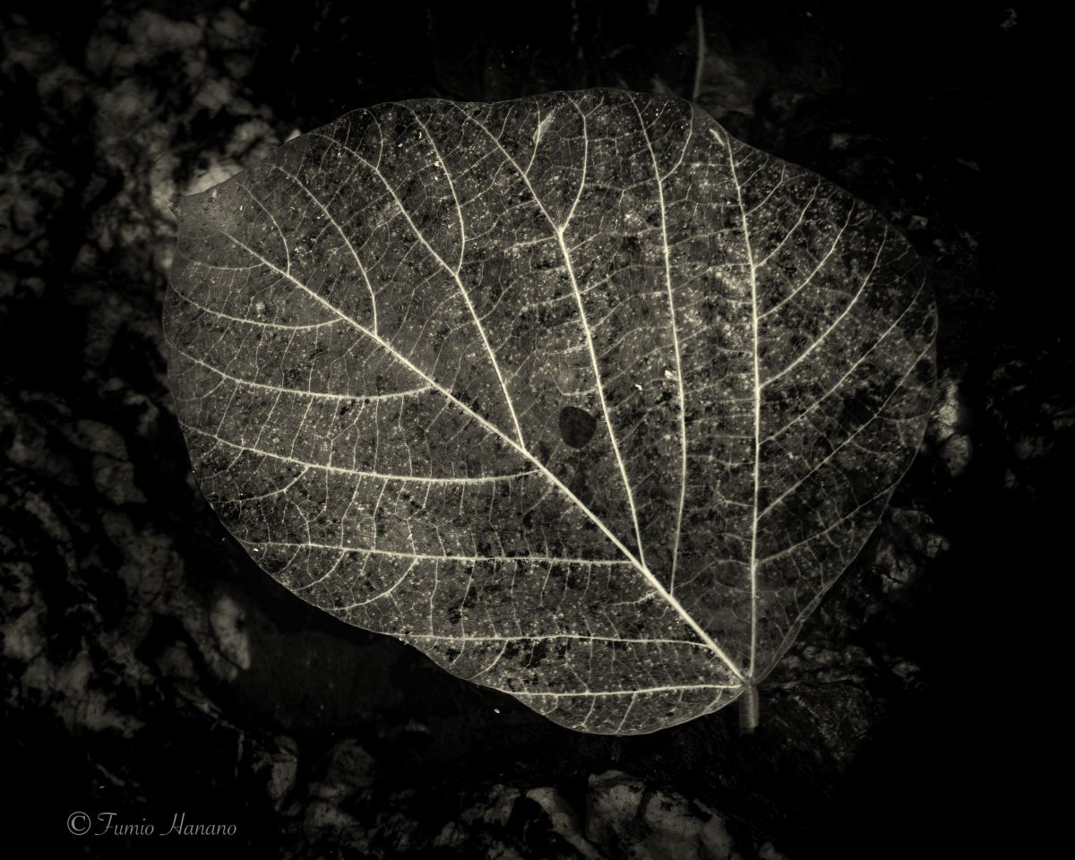 a wet fallen leaf | GANREF