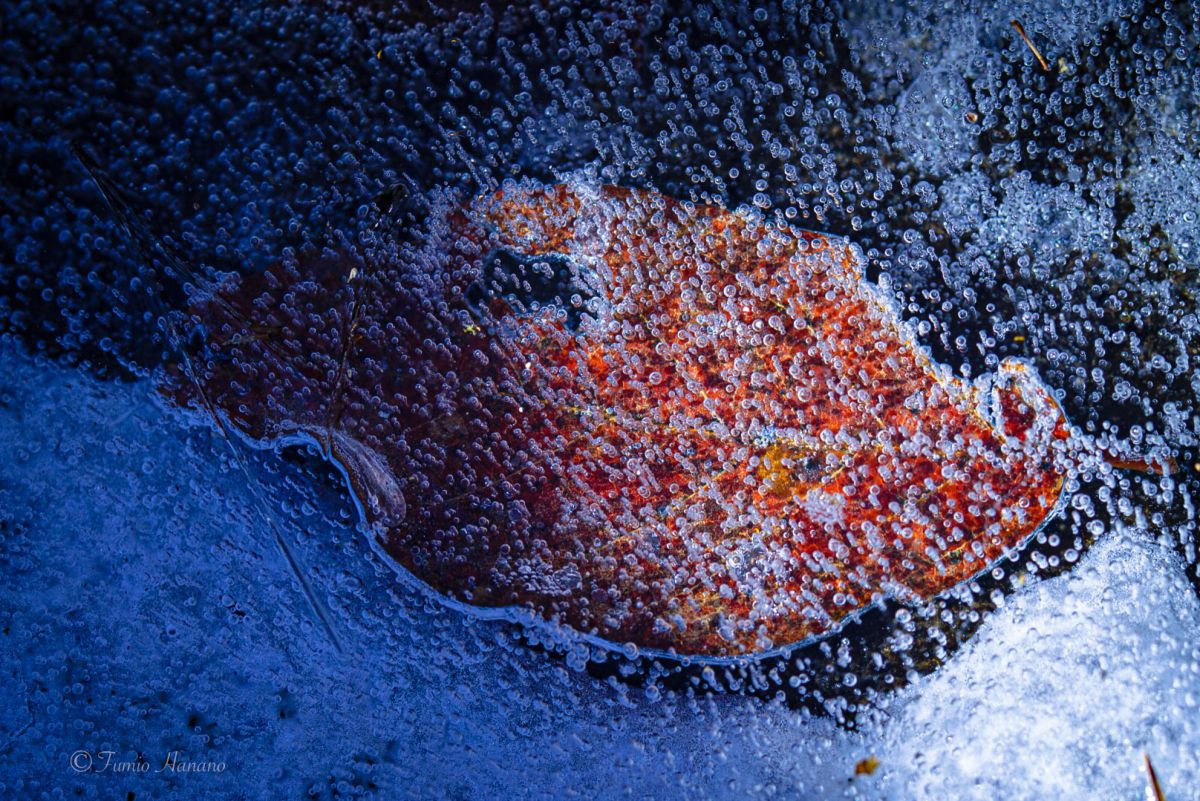 A frozen leaf | GANREF