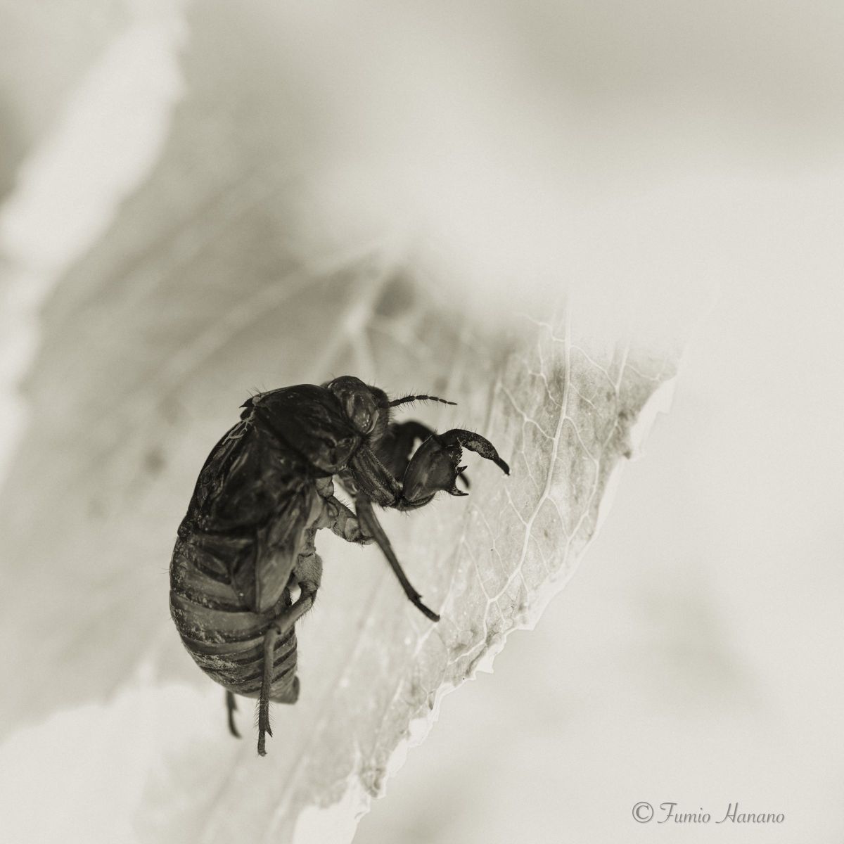 A cicada's shell | GANREF