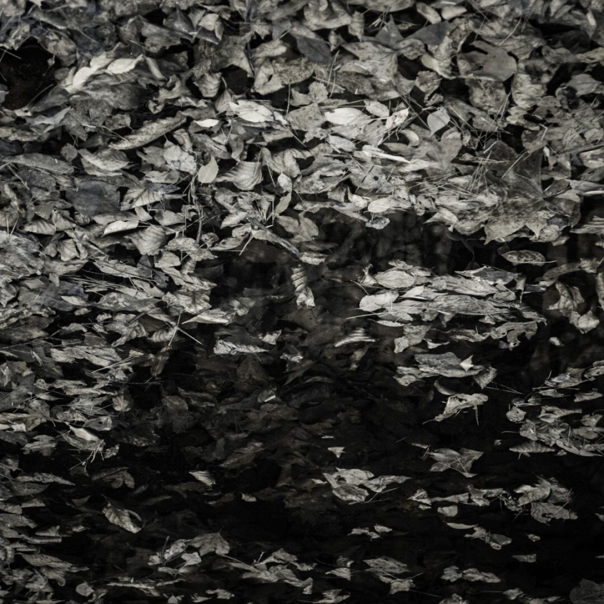 the water surface 4 | GANREF