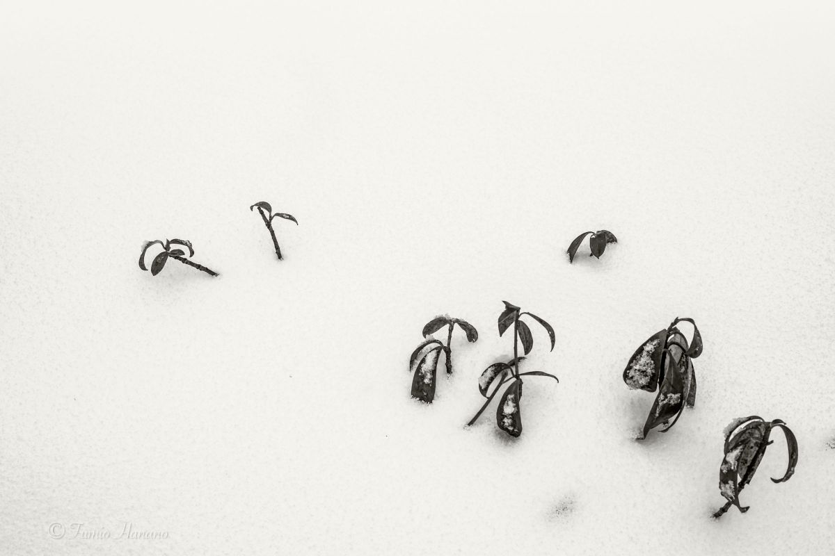 My tiny snowscape 15 | GANREF