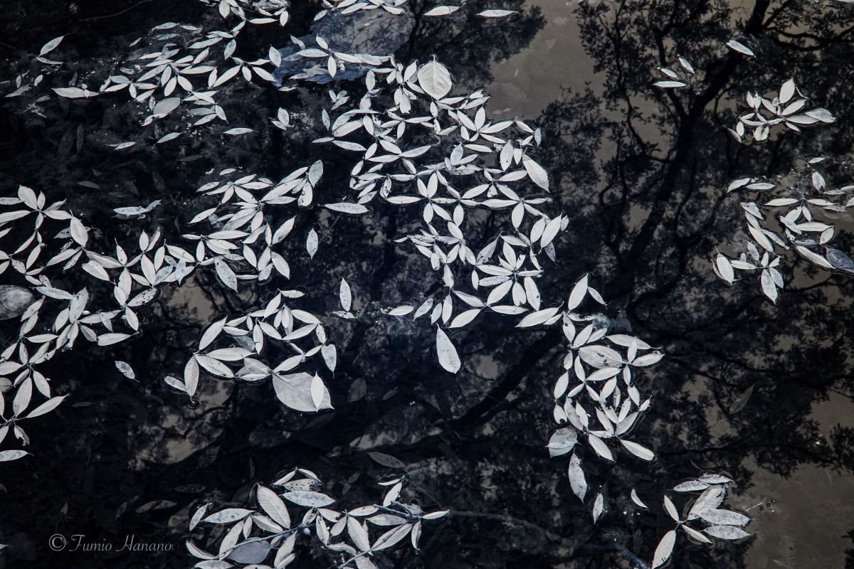 Invisible lights 3 | GANREF