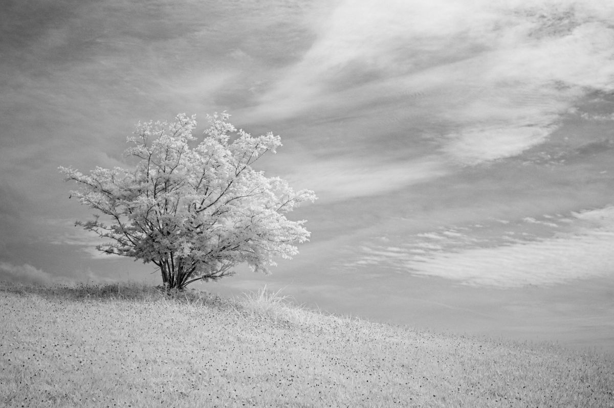 Infraredな春 | GANREF