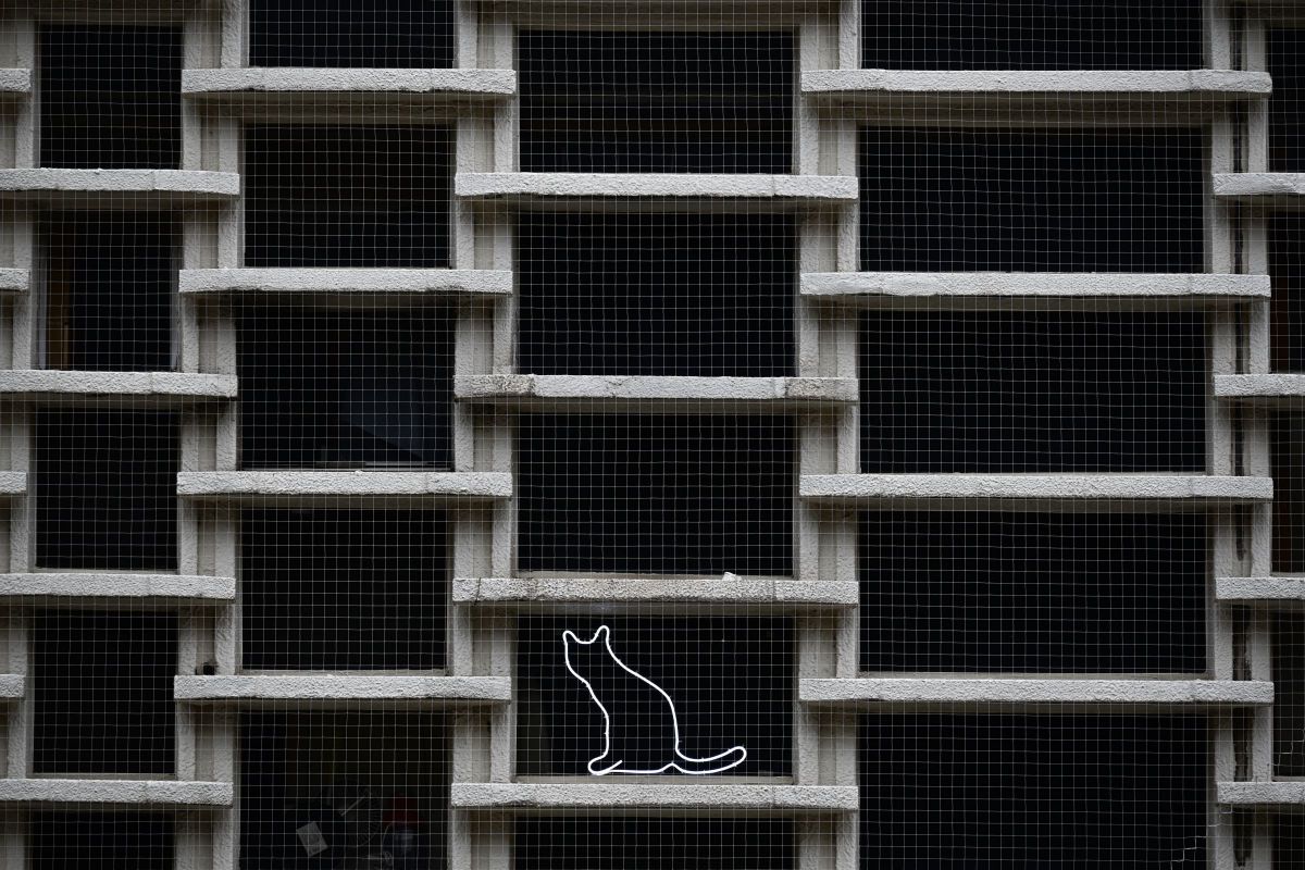 「Cat in the wall」 | GANREF